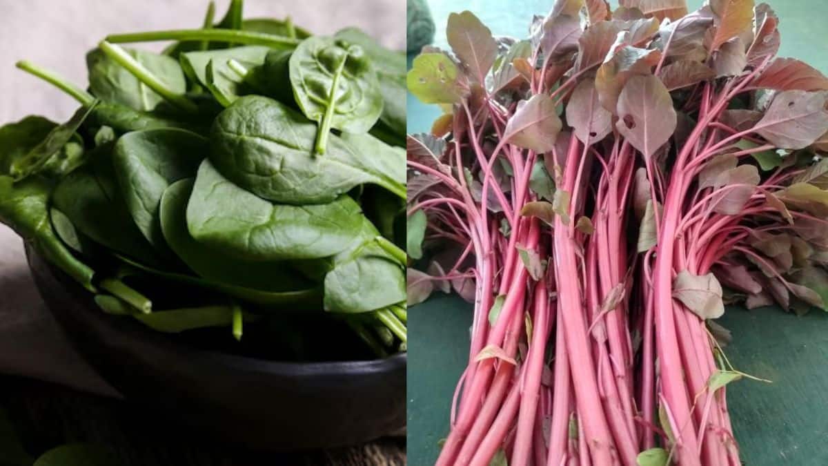 Green Palak Or Red Palak : લીલી પાલક અથવા લાલ પાલક, જાણો કઈ પાલક સૌથી ...