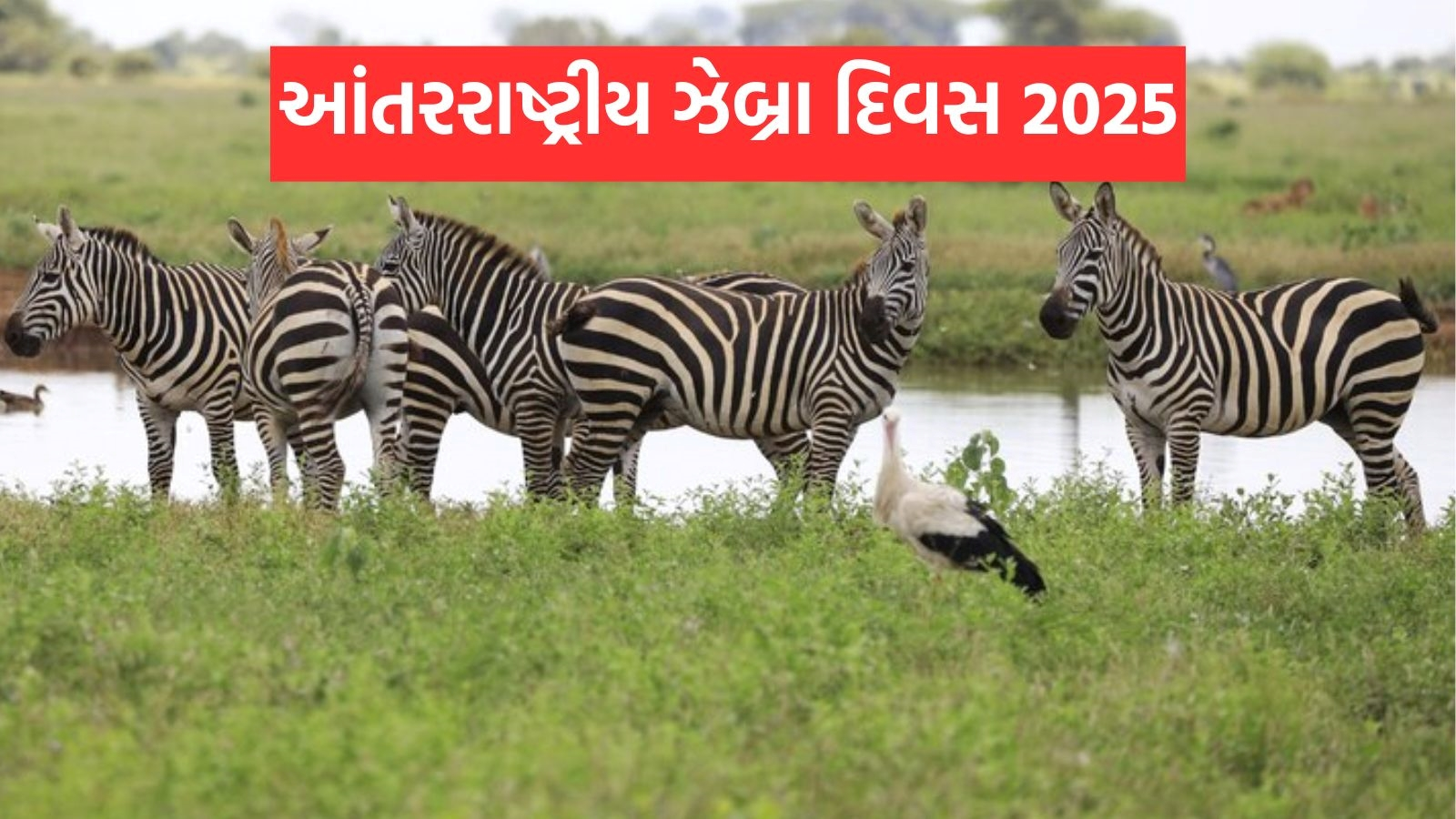International Zebra Day 2025 : આંતરરાષ્ટ્રીય ઝેબ્રા દિવસ કેમ મનાવવામાં ...