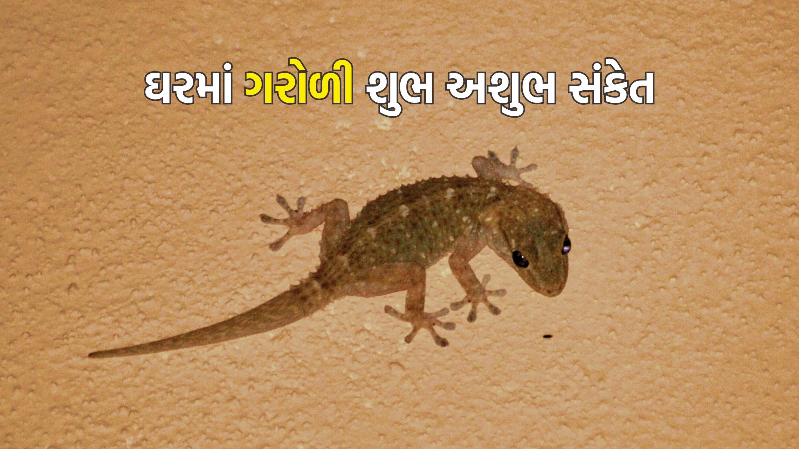 Lizard In Home Good or Bad: ઘરમાં ગરોળી આવવી શુભ કે અશુભ? જાણો શકુન ...