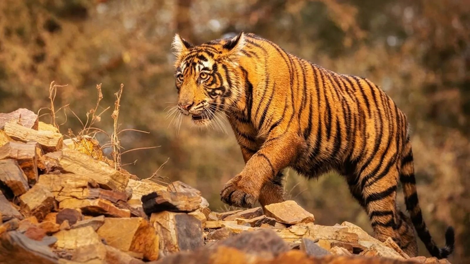 tiger spotted in gujarat | ગુજરાતમાં વાઘ જોવા મળ્યો