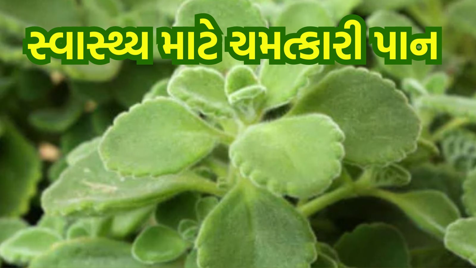 અજમાના પાન ખાવાના ફાયદા। carom leaves ajma na pan na fayda health tips ...