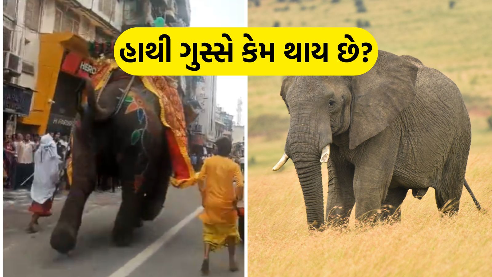 અમદાવાદ રથયાત્રામાં હાથી બેકાબુ કેમ થયા? | why elephants angry reason ...