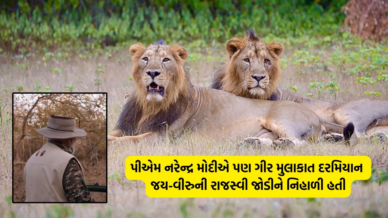 Lions named Jai Veeru die in Gir forest | ગીર જંગલમાં જય વીરૂં નામના ...