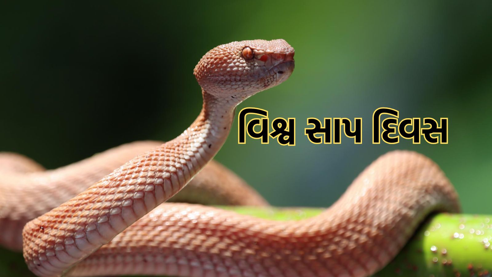 વિશ્વ સાપ દિવસ 2025, સાપ વિશે 11 રસપ્રદ તથ્ય : world snake day 2025 ...