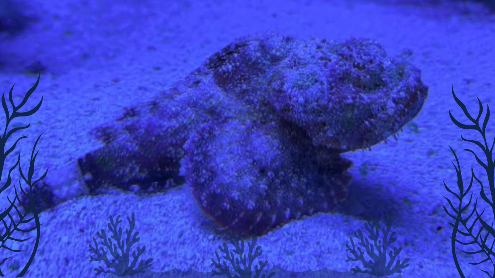 World most poisonous fish | વિશ્વની સૌથી ઝેરી માછલી